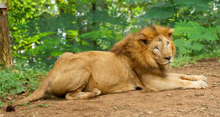 Neyyar Wildlife Sanctuary Trivandrum (Timings, History, Entry Fee ...