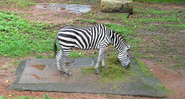 Thiruvananthapuram Zoo (Timings, History, Entry Fee, Images ...